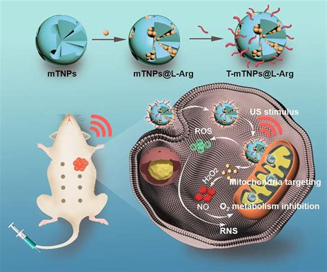 Schematic Illustration Of Mitochondria Targeted Mesoporous Titanium Download Scientific Diagram