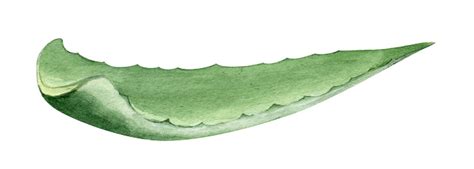 알로에 베라 식물 육즙이 많은 즙이 많은 알로에의 잎 손으로 그린 수채화 그림 흰색 배경에 격리되어 있습니다 화장품 포장용 포장지 엽서 0명에 대한 스톡 벡터 아트 및 기타