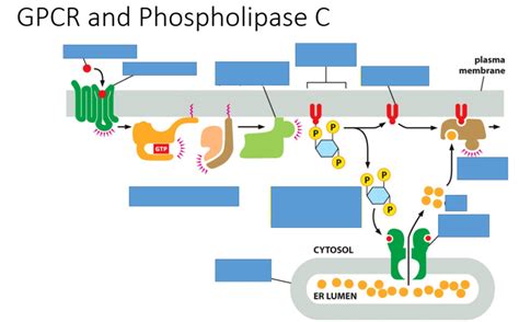 Gpcr And Phospholipase C Diagram Cell Bio Exam 3 Diagram Quizlet