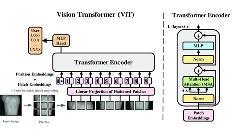 Original Pure Vision Transformer Vit Model 2 Adapted For Vascular