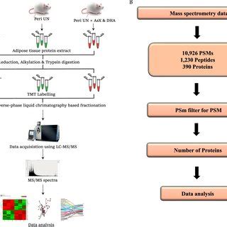 Of Proteomics Analysis A Schematic Of Workflow Employed For Download Scientific Diagram