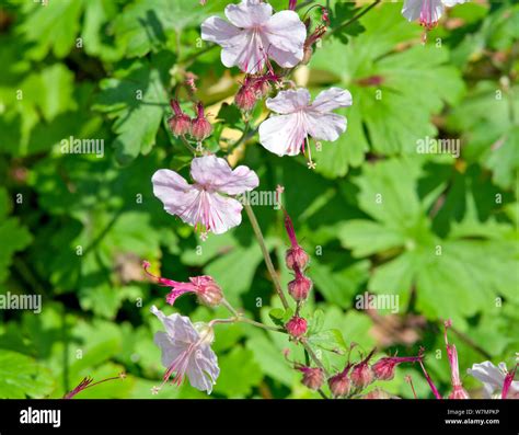 Geranium × cantabrigiense 'Biokovo' Stock Photo - Alamy
