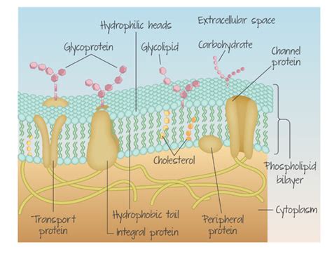 Membrane Structure Flashcards Quizlet