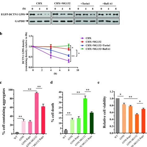 The Role Of Autophagy And Ups In Mutant Dctn1 Associated Degradation