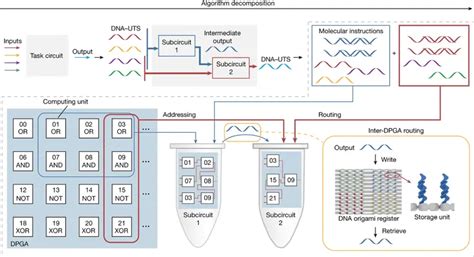 Dna Based Supercomputer Can Run 100 Billion Parallel Programs
