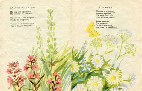 Серова Басманова Наши цветы Рисунки Книжные иллюстрации Растения