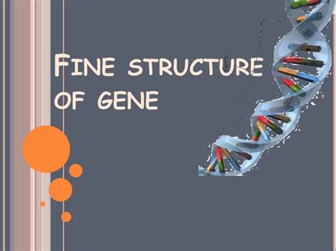 The Structure And Function Of Genes Pptx
