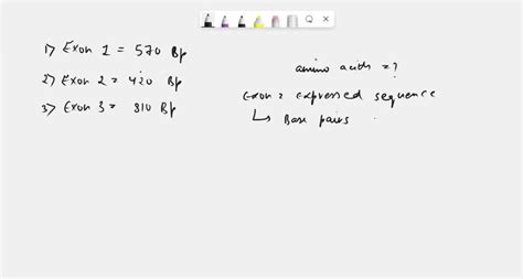 Solved Suppose That The Coding Region Of A Gene Contains 1800 Base Pairs With 570 In Exon 1
