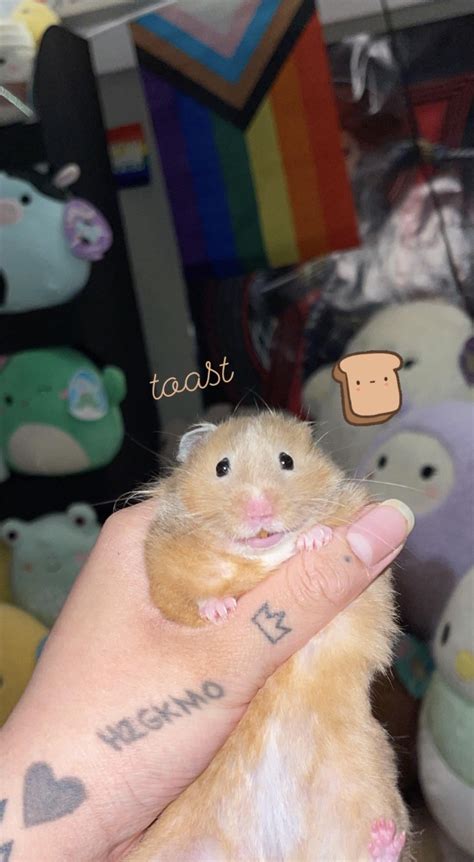 Cute Hamsters Rhamsters