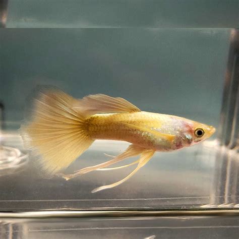 24k Gold Guppy Available Roxy Aquarium