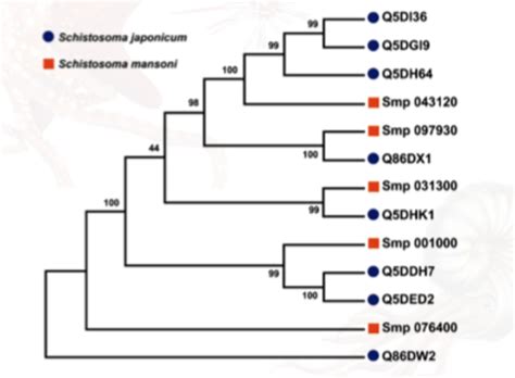 Lecture 2 Phylogeny Flashcards Quizlet