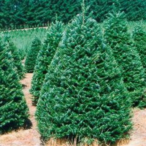 25 Abies Grandis Grand Fir Seeds