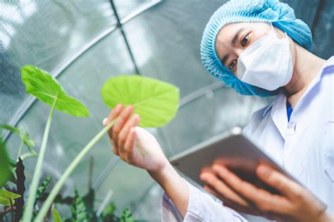 현대 온실의 농업 정원 식물 농장의 자연 꽃 유기농 식품을위한 야채 잎 농장 식물 원예 재배 산업 햇빛 환경과 종자 성장 25 29세에 대한 스톡 사진 및 기타 이미지