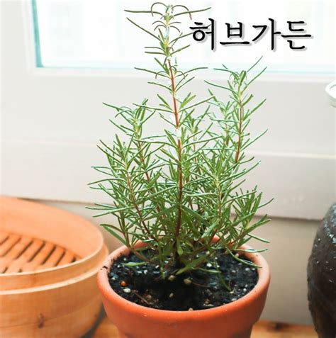 나의 베란다 허브가든 식용 허브 키우기 파슬리 애플민트 레몬밤 레몬타임 로즈마리 네이버 블로그 나의 베란다 허브가든 식용 허브 키우기 파슬리 애플민트 레몬밤 레몬타임 로즈마리 네이버 블로그