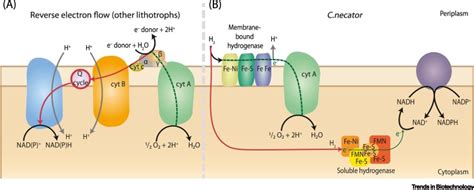 Metabolic Engineering Of Cupriavidus Necator H16 For Sustainable Biofuels From Co2 Trends In