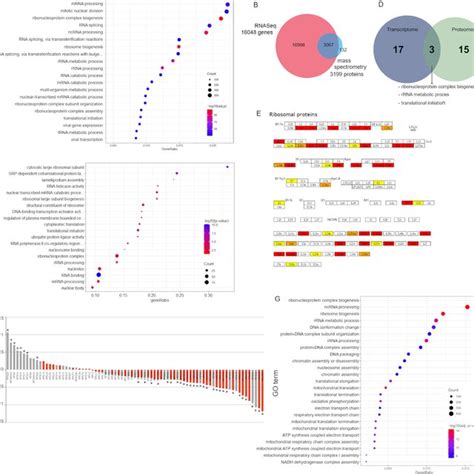 Transcriptomic And Proteomic Data Indicated That Klf7 Regulated