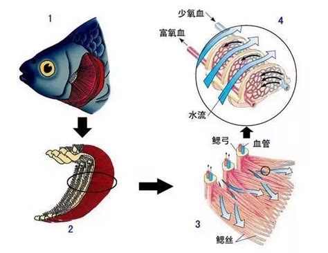 科普｜水生生物怎麼呼吸？ 每日頭條