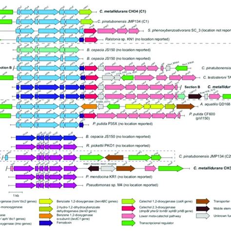 Gene Cluster Organization Of Bacterial Multicomponent Monooxygenases Download Scientific