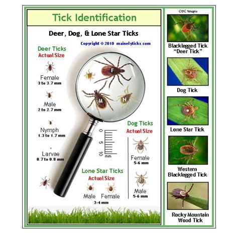 Download A Pdf Here To Identify Ticks