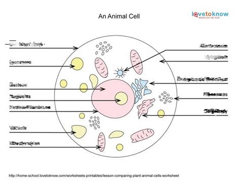 Biology Chapter 3 Diagram Quizlet