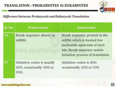 Difference Between Prokaryotic And Eukaryotic Translation Pptx