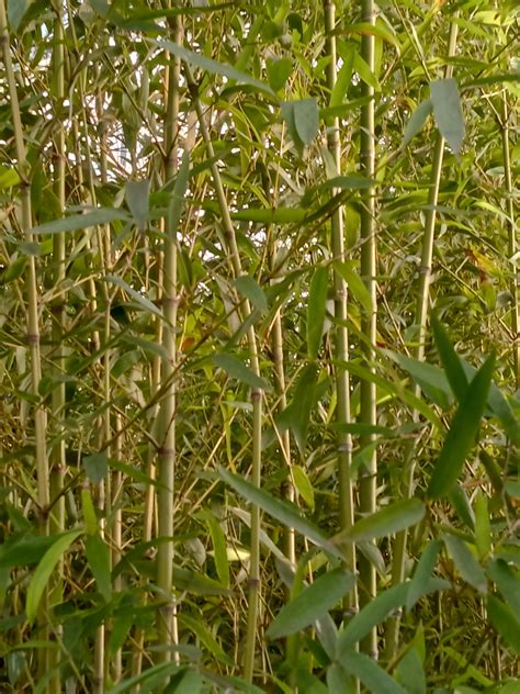 Phyllostachys Aurea Bambou Doré Traçant Fiche And éradication