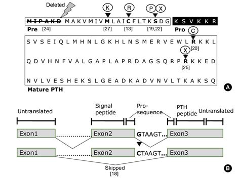 A Primary Sequence Of Human Parathyroid Hormone Pth And Download Scientific Diagram