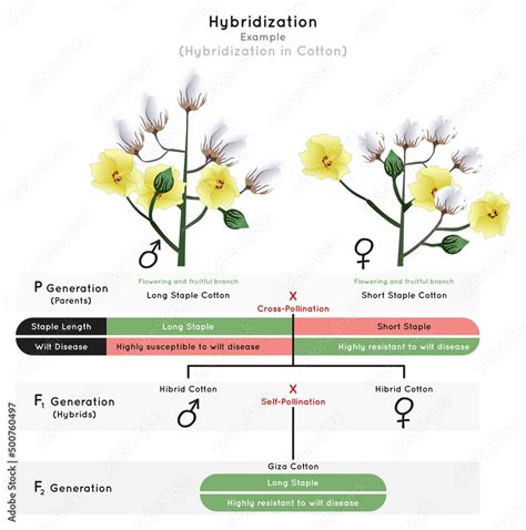 Hybridization Infographic Diagram Example Cotton Plant Trait Long Or