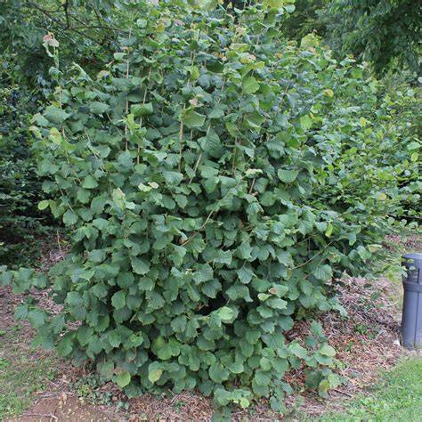 Corylus Avellana