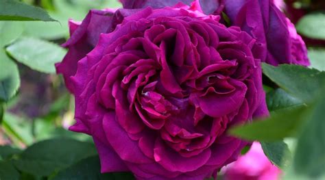 Fragrant Rose Varieties To Grow This Season