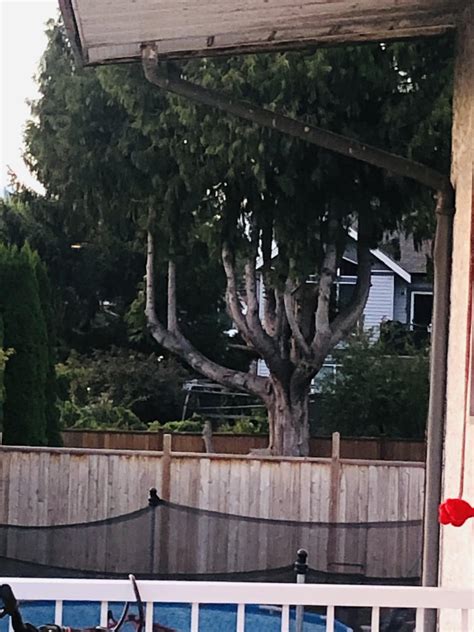 What Is This Tree Rtree