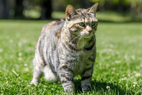 10 Unique Bobtail Cat Breeds Youll Want To Meet