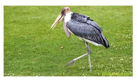 How To Help A Bird With A Broken Leg