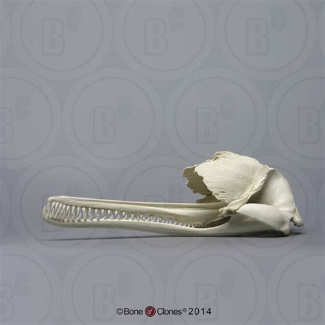 Ganges River Dolphin Skull Bone Clones Osteological Reproductions