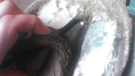 So Today While Trimming A Pretty Serious Case Of H Tumbex