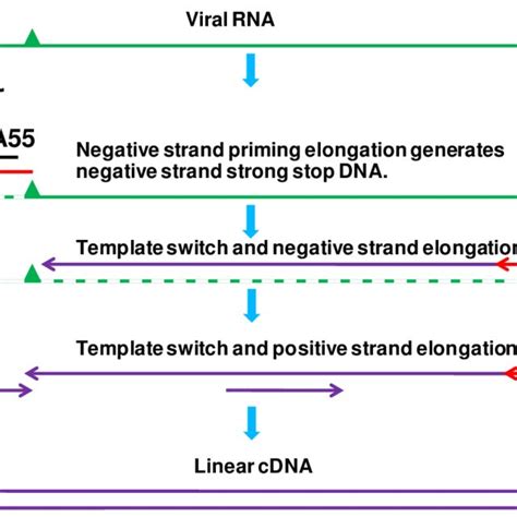 1 Detection Of Very Early Hiv 1 Reverse Transcription Products A Download Scientific Diagram