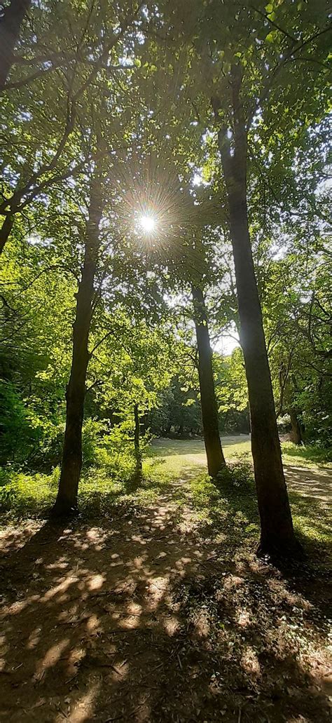 მარიამჯვრის სახელმწიფო ნაკრძალი Mariamjvari State Reserve