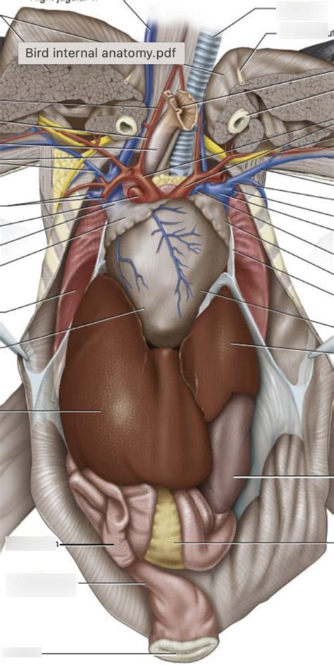 Bird Internal Anatomy Diagram Quizlet