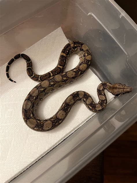 New Boa — Morph Id Boa Constrictors Morphmarket Reptile Community