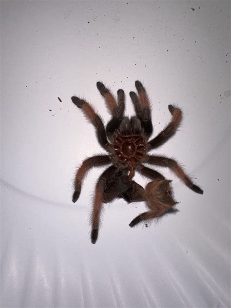 Sex R Tarantula Collective