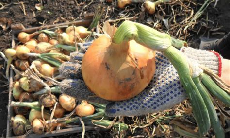 Коли садити цибулю у 2025 році посівний календар Hochu Ua