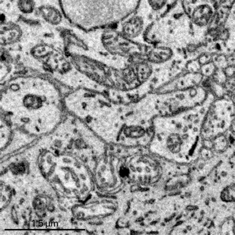 Figures And Data In Connectomic Analysis Reveals An Interneuron With An Integral Role In The