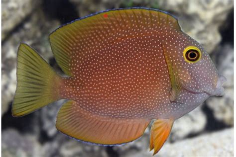 7 Small Tangs For Your Nano Reef Tank Reef Tank Advisor