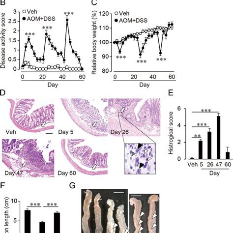 Aom Dss Induced Colitis And Cac In Mice A Schematic Figure Of Download Scientific Diagram
