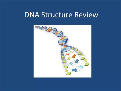 PPT DNA Structure Review PowerPoint Presentation Free Download ID