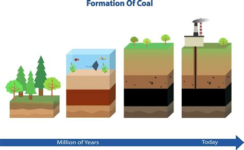 Process Of Formation Of Coal