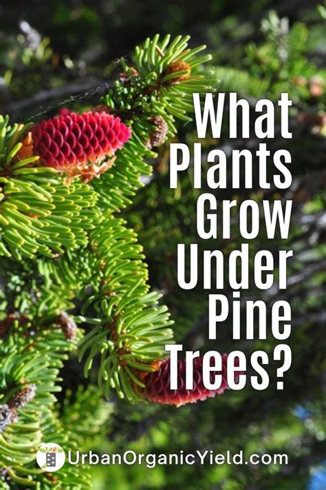 How To Save A Dying Pine Tree Here S The Answer Artofit