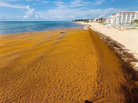 Ahuyenta Sargazo A Los Turistas En Playa Del Carmen