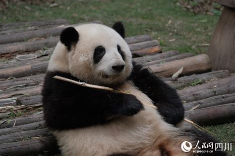 “五一”期间成都熊猫主题游火爆 游客赏“花”热情只增不减 西部网（陕西新闻网）
