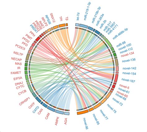 The Mirna Protein Regulatory Network Constructed On The Basis Of In
